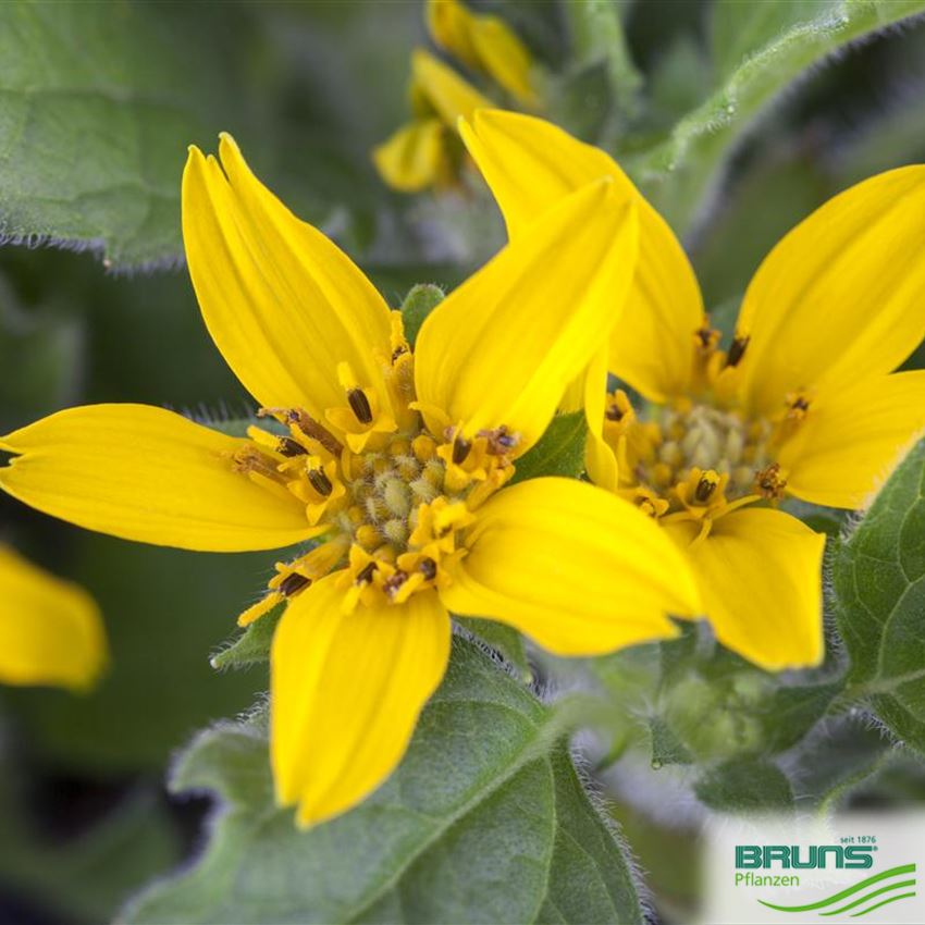 Chrysogonum virginianum von Bruns Pflanzen