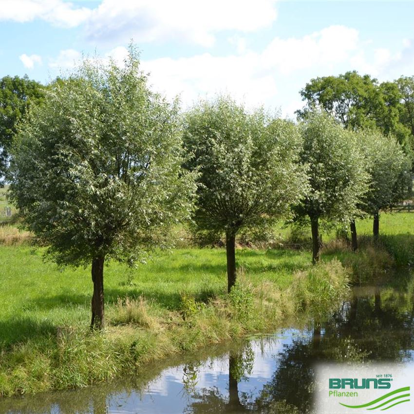 Salix alba, Weiß-Weide, Silber-Weide von Bruns Pflanzen