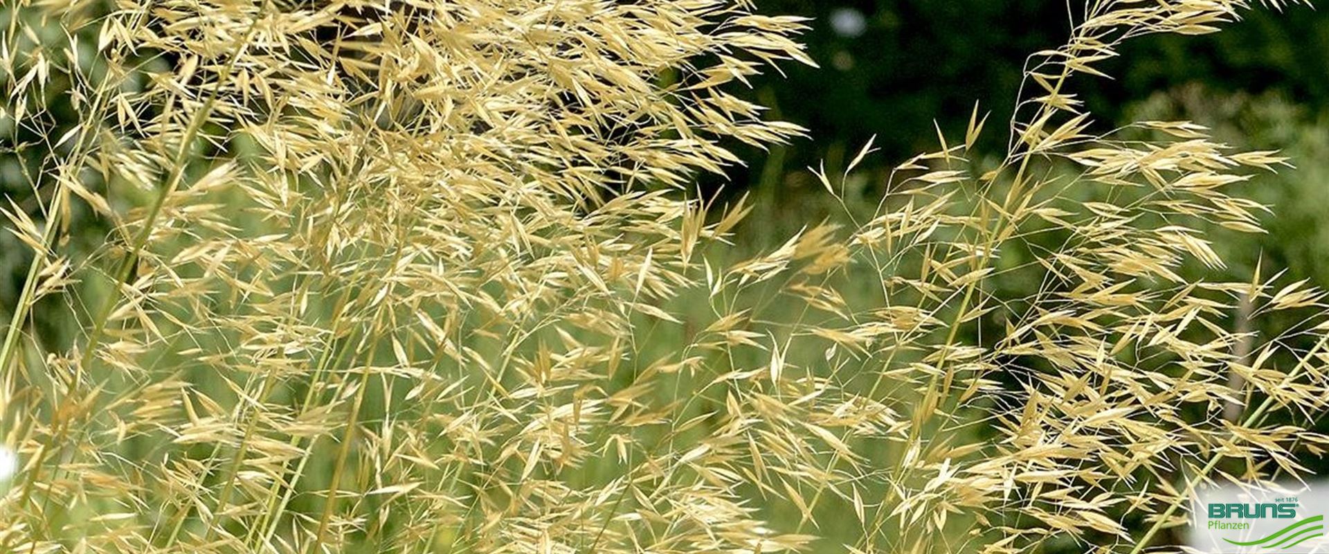 Stipa gigantea, Golden Oats, Giant Feathered Grass von Bruns Pflanzen