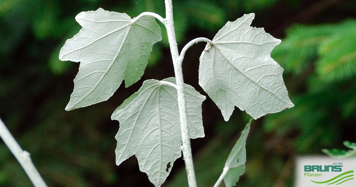 Populus alba 'Nivea', Silber-Pappel von Bruns Pflanzen