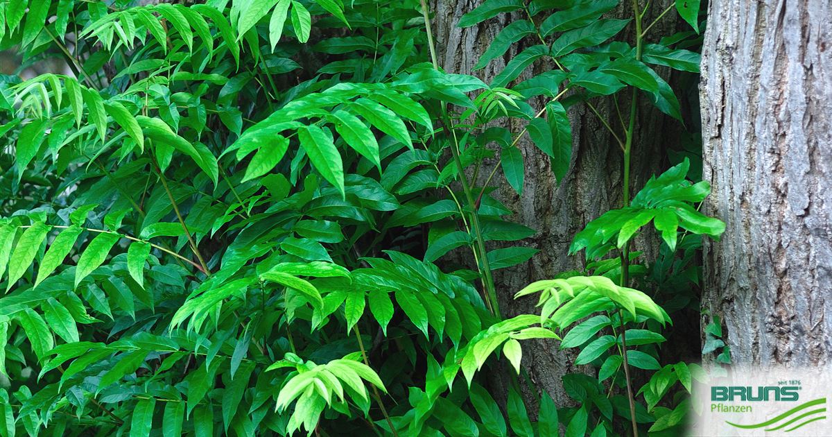 Pterocarya fraxinifolia, Flügelnuss von Bruns Pflanzen