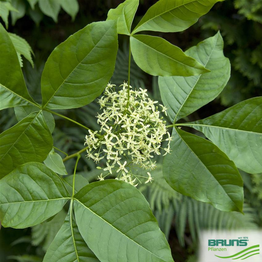 Ptelea trifoliata, Hop tree von Bruns Pflanzen