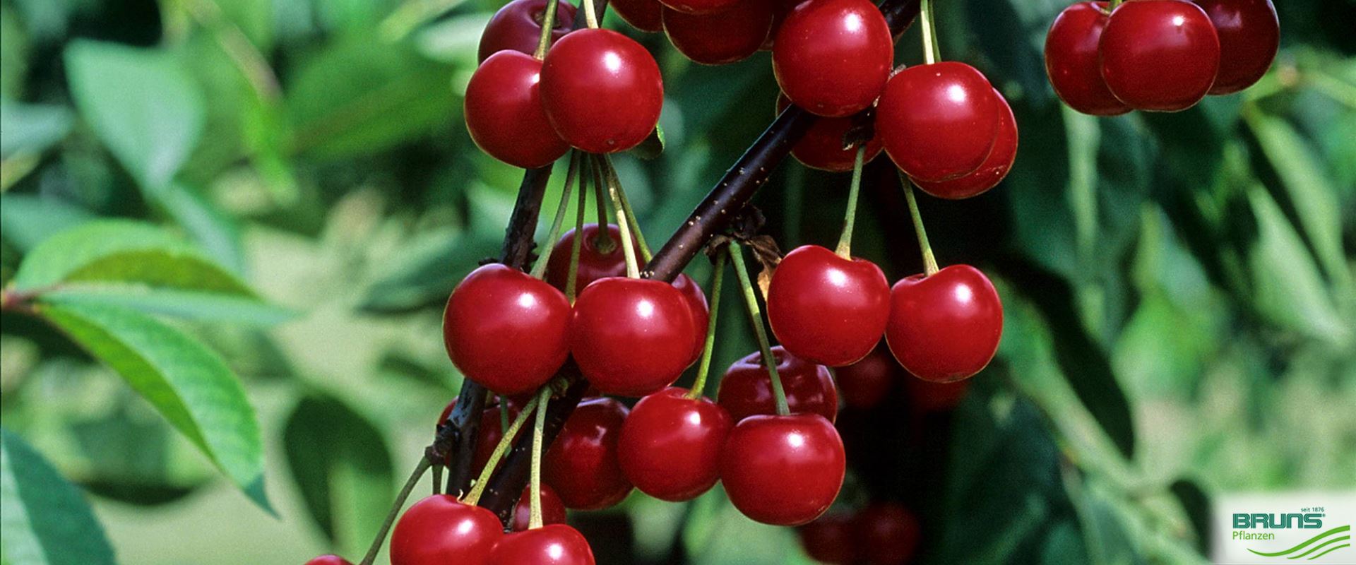 Prunus cerasus 'Schattenmorelle' von Bruns Pflanzen