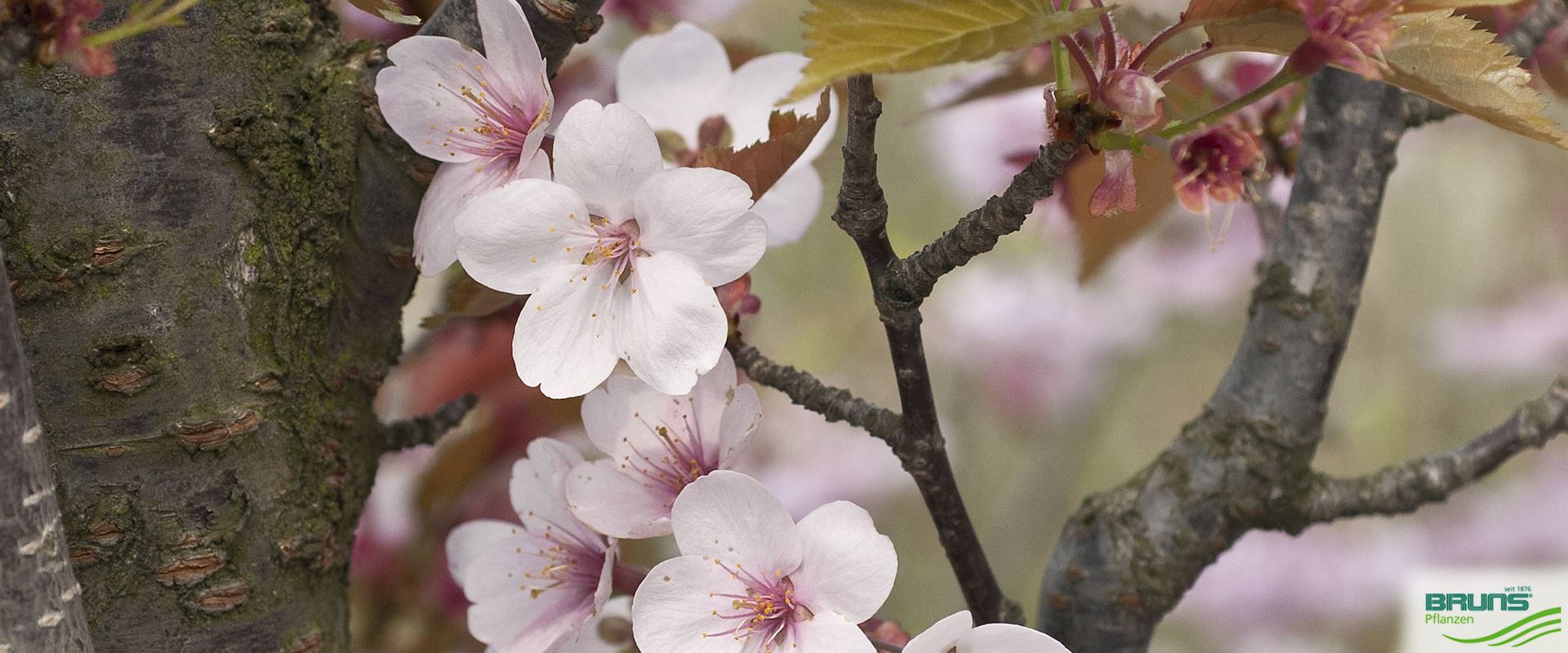 Prunus hillieri 'Spire' von Bruns Pflanzen