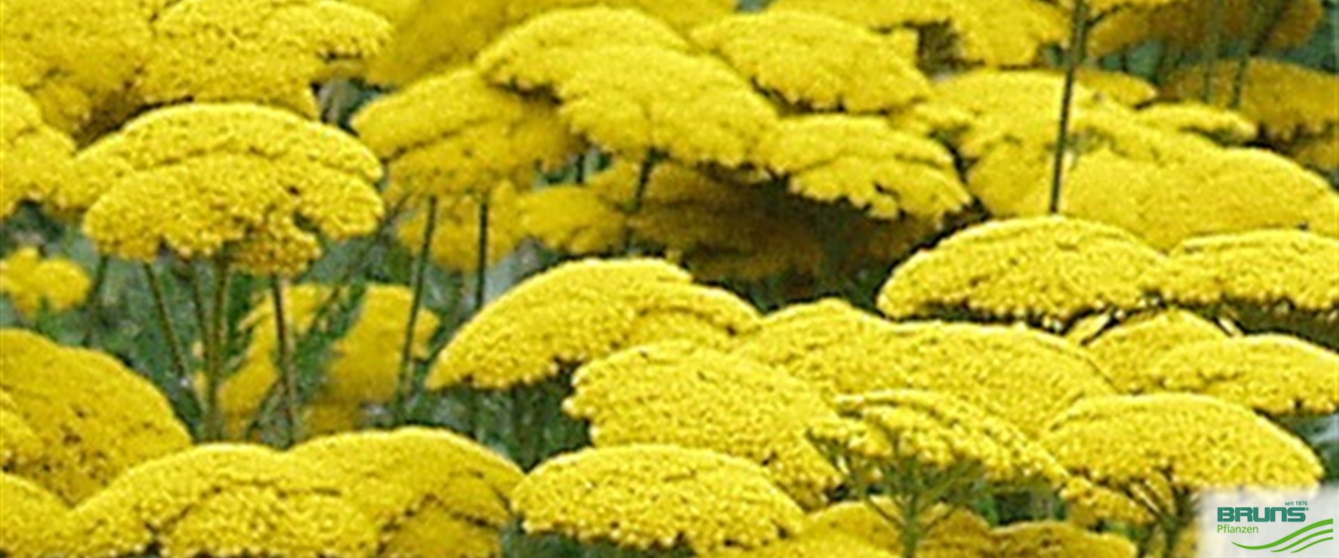 Achillea filipendulina 'Parker', Gold-Garbe von Bruns Pflanzen