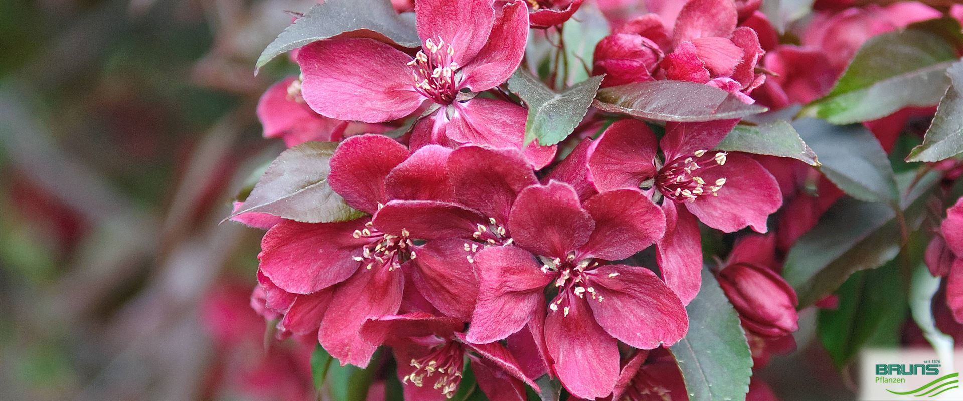 Malus 'Royalty' von Bruns Pflanzen