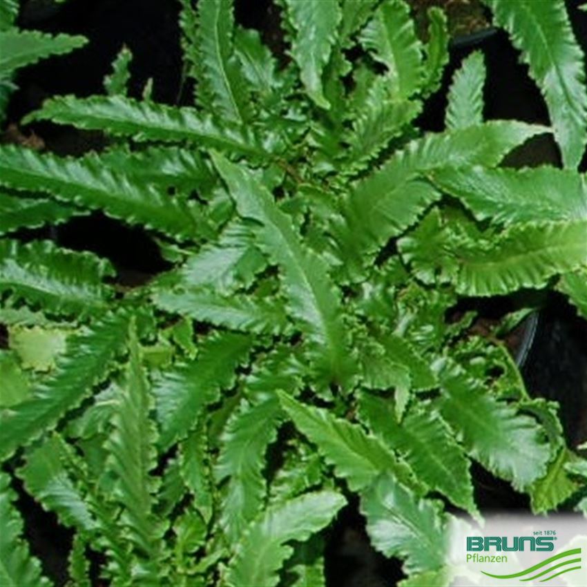 Asplenium scolopendrium 'Undulatum' von Bruns Pflanzen