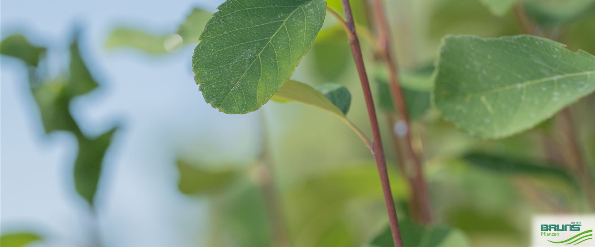 Amelanchier alnifolia 'Obelisk' von Bruns Pflanzen