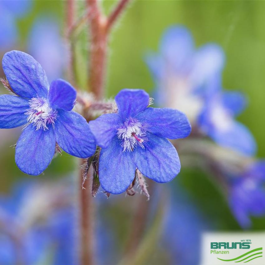 Anchusa azurea von Bruns Pflanzen
