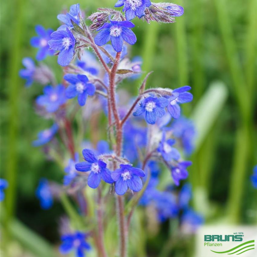 Anchusa azurea von Bruns Pflanzen