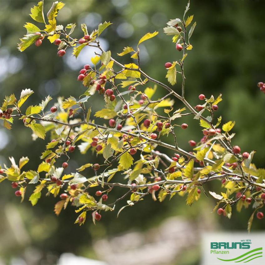 Crataegus coccinea, Scharlach-Weißdorn von Bruns Pflanzen