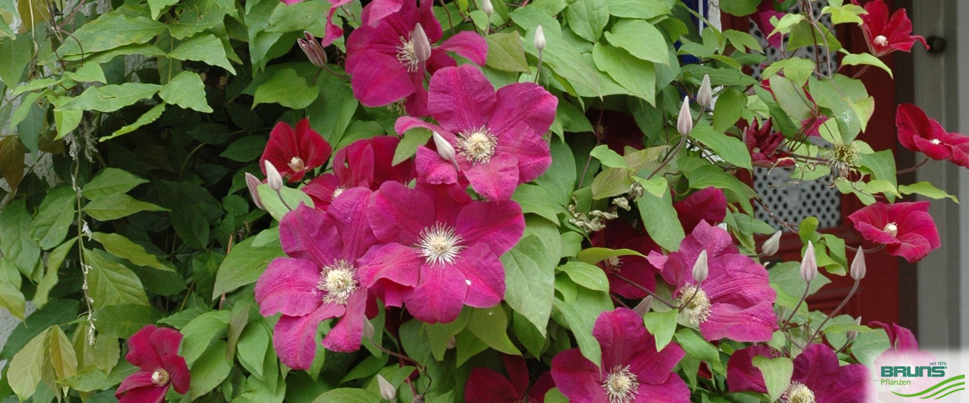 Clematis 'Rouge Cardinal' von Bruns Pflanzen