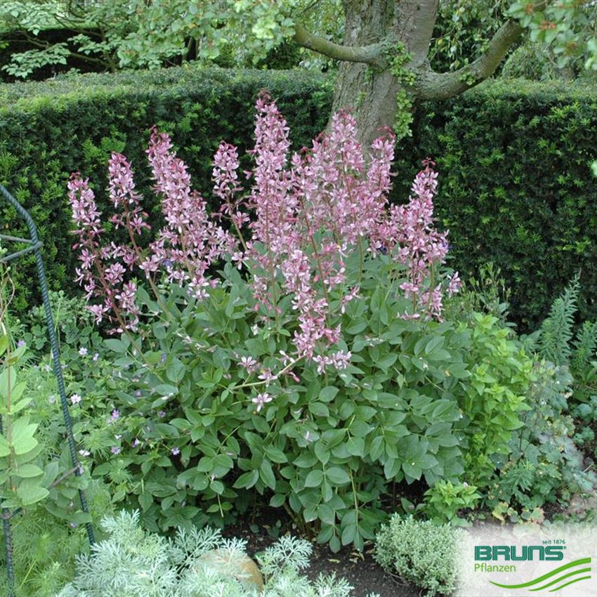 Dictamnus albus, Dittany, Fraxinella von Bruns Pflanzen