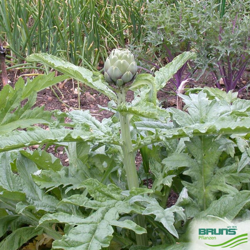 Cynara cardunculus, Globe artichoke von Bruns Pflanzen