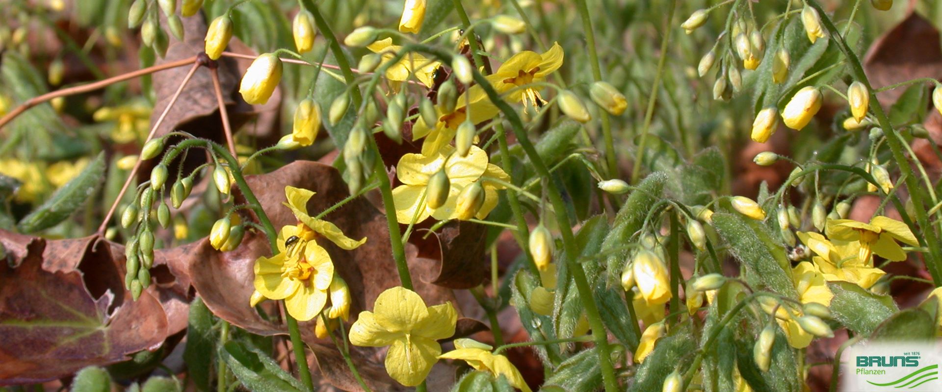Epimedium pinnatum ssp. colchicum von Bruns Pflanzen