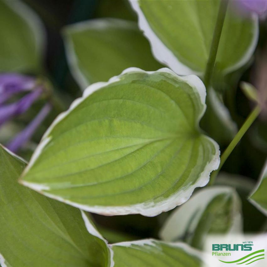 Hosta in Sorten von Bruns Pflanzen