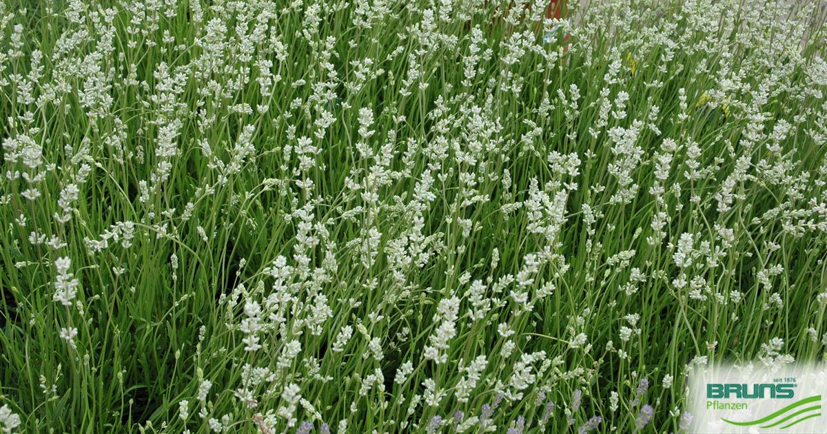 Lavandula angustifolia 'Alba' von Bruns Pflanzen