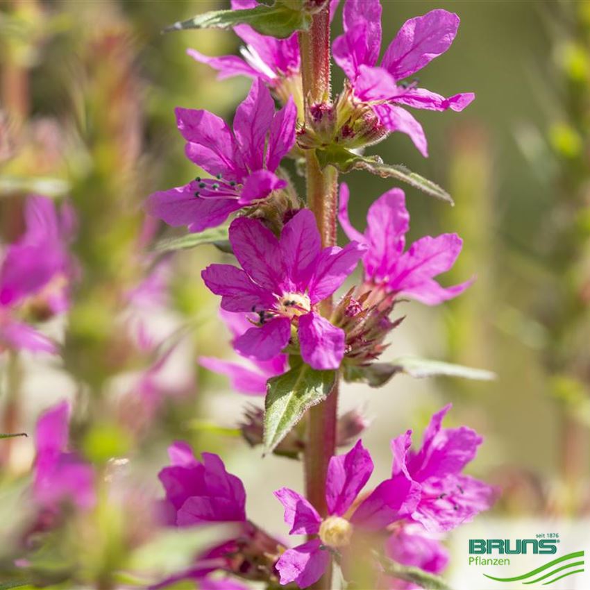 Lythrum salicaria von Bruns Pflanzen