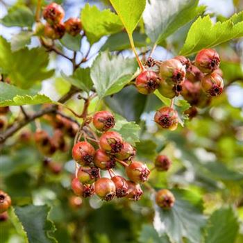 Crataegus coccinea, Scarlet haw von Bruns Pflanzen
