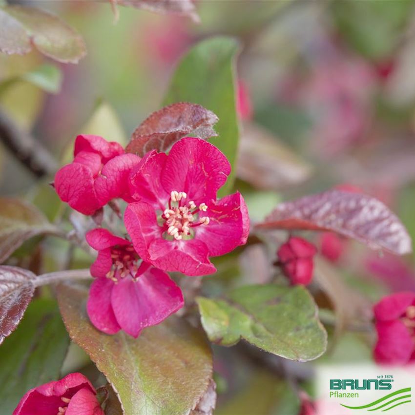Malus 'Scarlet' von Bruns Pflanzen