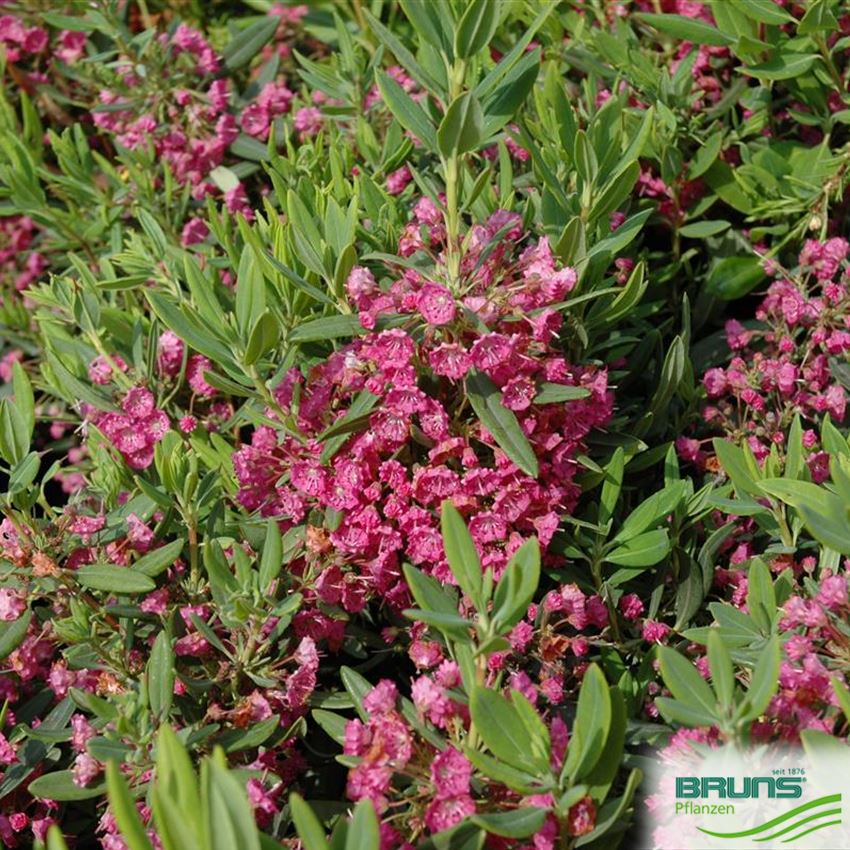 Kalmia latifolia, Calico bush, mountain laurel von Bruns Pflanzen