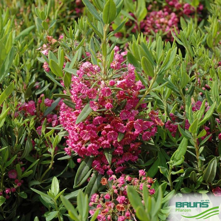 Kalmia latifolia, Calico bush, mountain laurel von Bruns Pflanzen