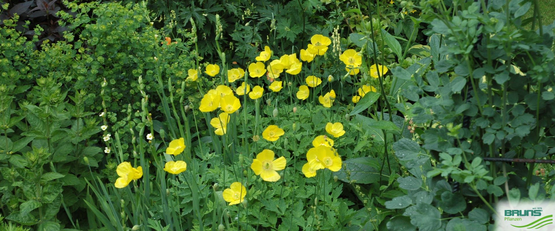 Meconopsis cambrica, Wald-Scheinmohn von Bruns Pflanzen