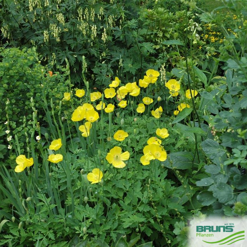 Meconopsis cambrica, Wald-Scheinmohn von Bruns Pflanzen