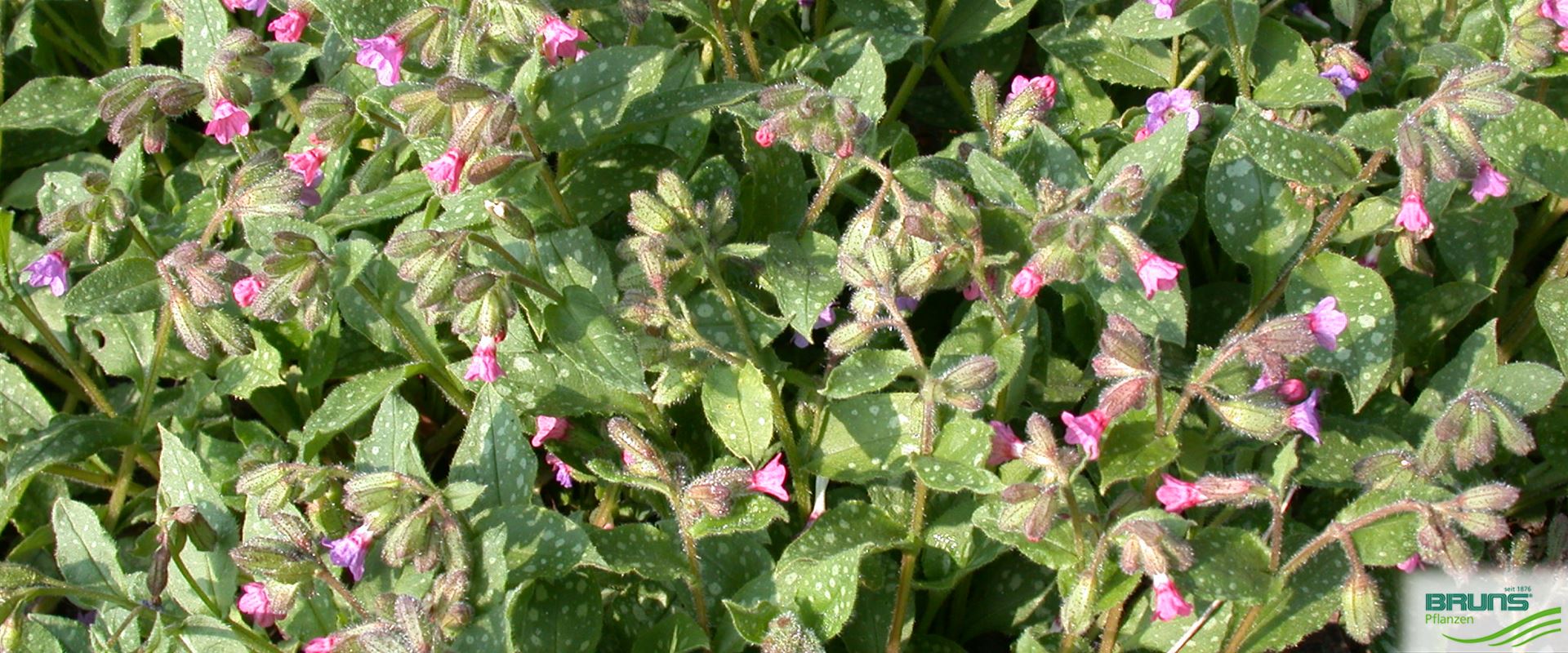 Pulmonaria saccharata 'Mrs. Moon' von Bruns Pflanzen