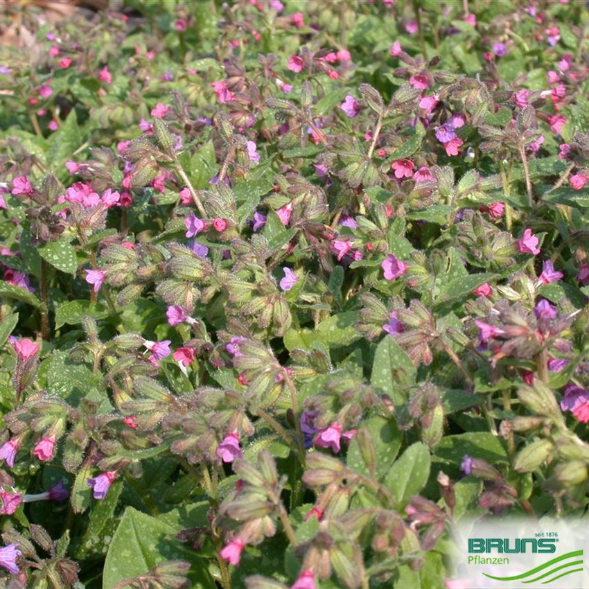 Pulmonaria saccharata 'Mrs. Moon' von Bruns Pflanzen
