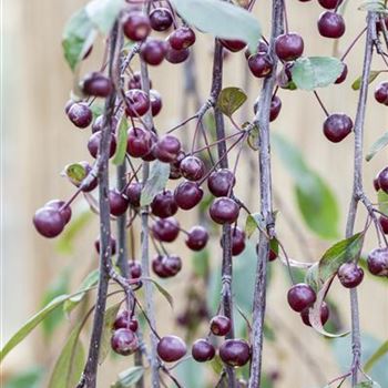Malus 'Royal Beauty' von Bruns Pflanzen