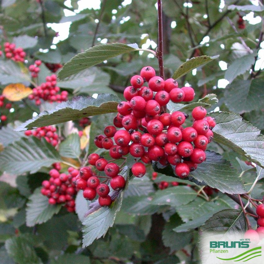 Sorbus aria, Mehlbeere von Bruns Pflanzen