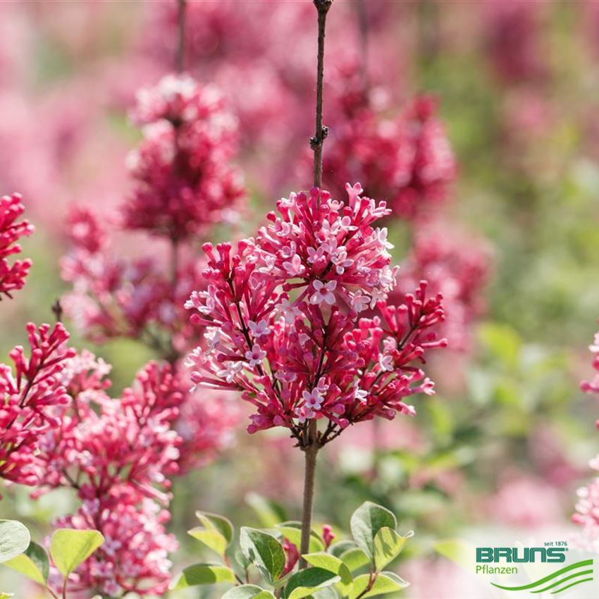 Syringa 'Tinkerbelle' (R) von Bruns Pflanzen