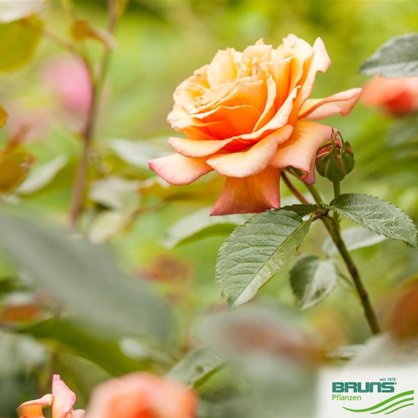 Strauchrosen in Sorten von Bruns Pflanzen