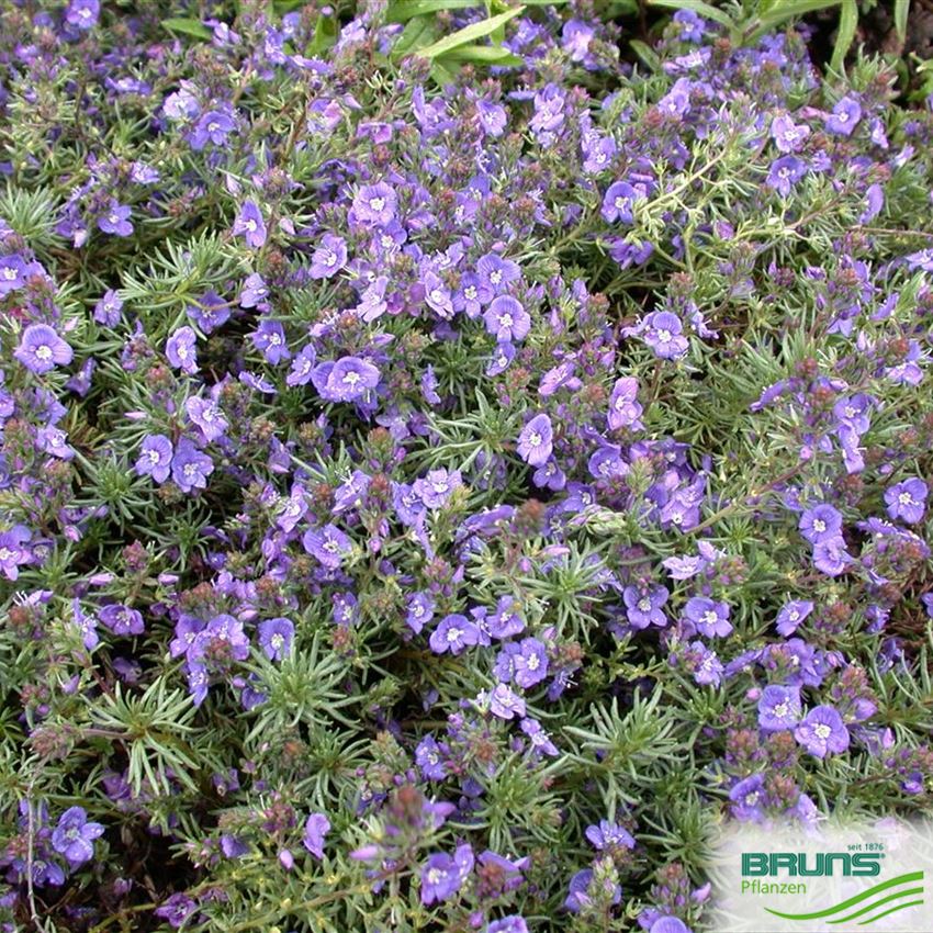 Veronica prostrata von Bruns Pflanzen