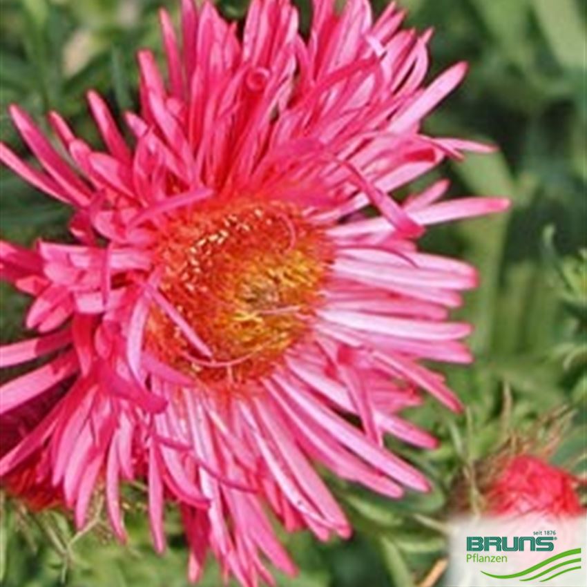 Aster novae-angliae 'Alma Poetschke', New England Aster von Bruns Pflanzen