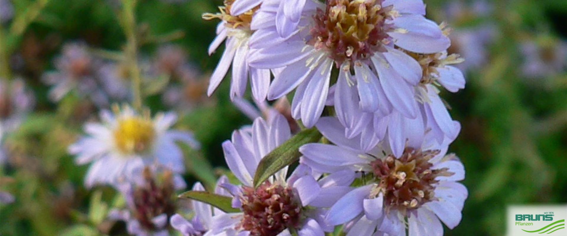 Aster ericoides 'Blue Star', Myrten-Aster von Bruns Pflanzen