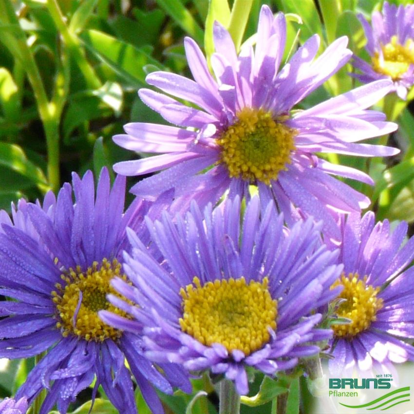 Aster alpinus, Alpen-Aster von Bruns Pflanzen