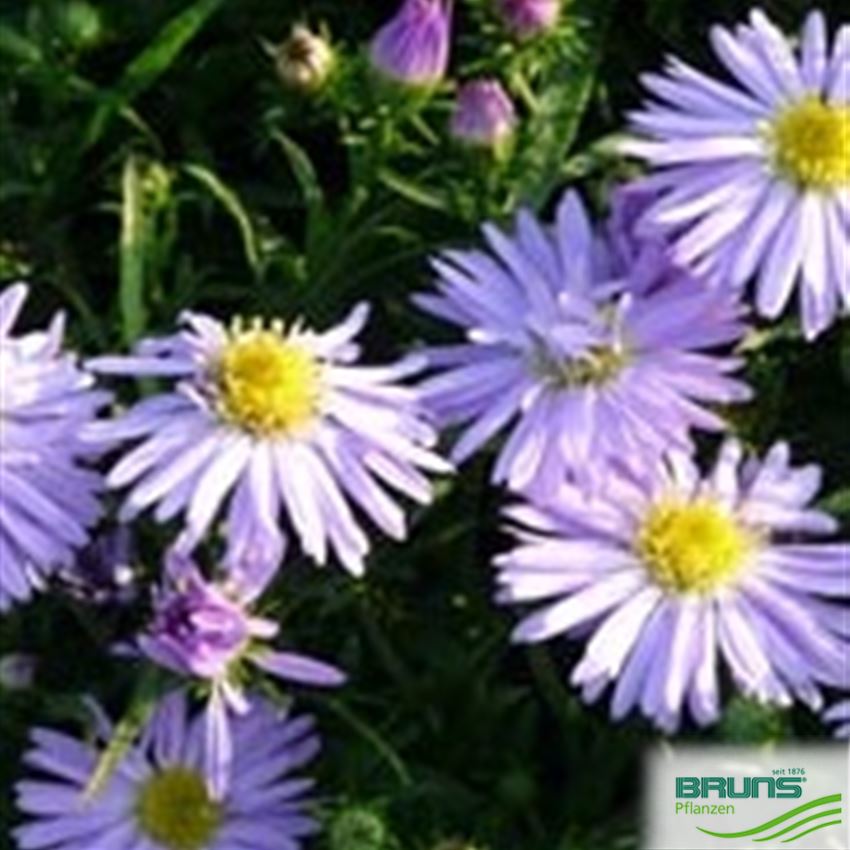 Aster dumosus 'Zwergenhimmel' von Bruns Pflanzen