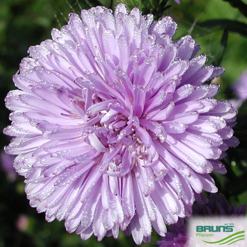 Aster novi-belgii 'Marie Ballard' von Bruns Pflanzen