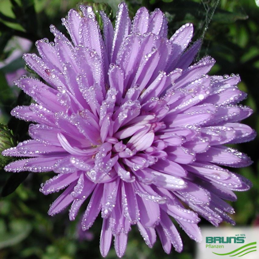 Aster novi-belgii 'Marie Ballard' von Bruns Pflanzen