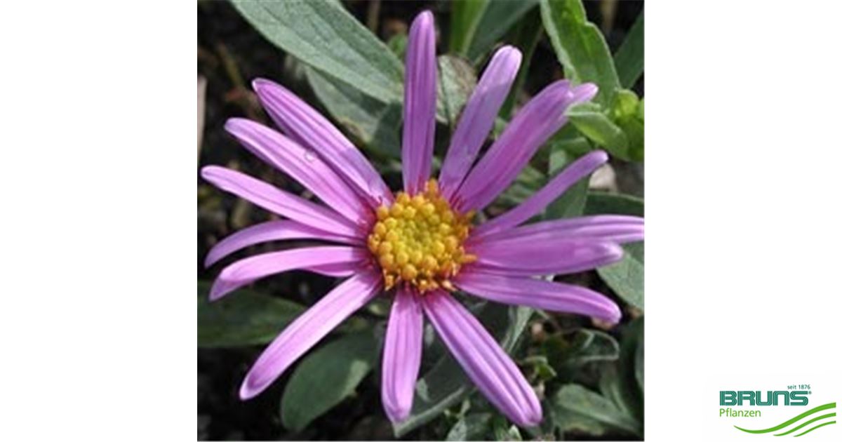 Aster amellus 'Lady Hindlip' von Bruns Pflanzen