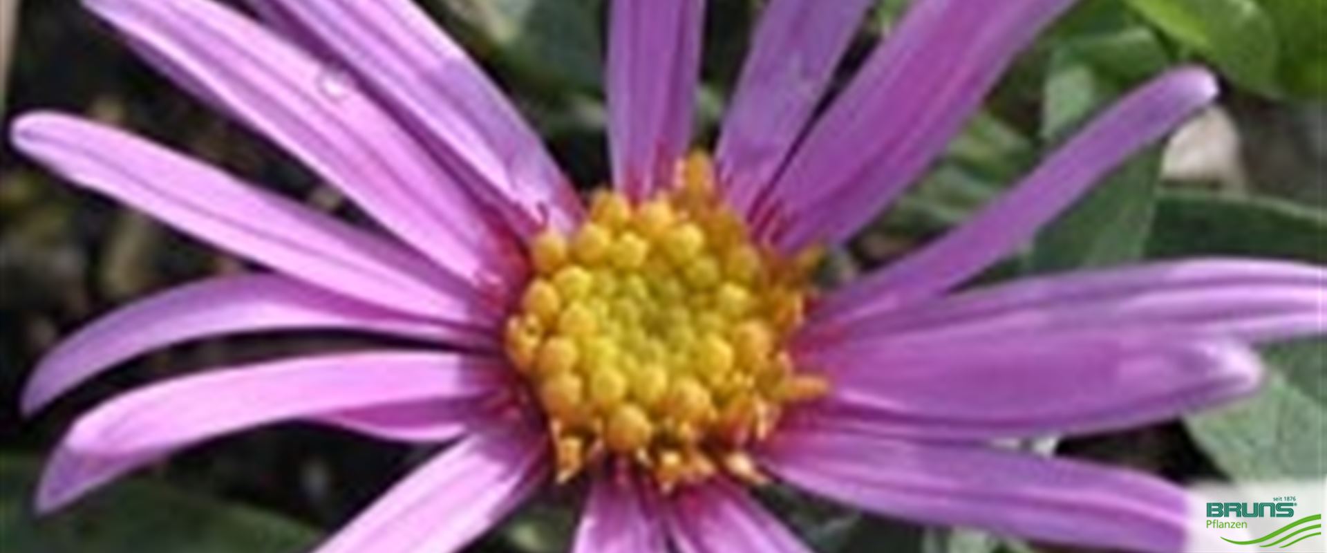 Aster amellus 'Lady Hindlip' von Bruns Pflanzen
