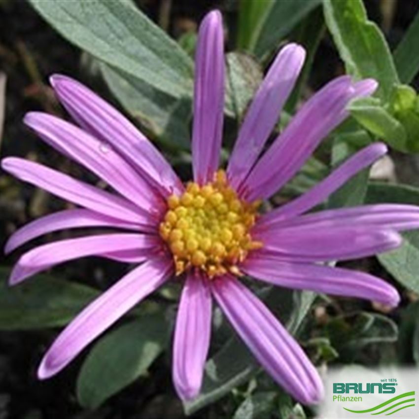 Aster amellus 'Lady Hindlip' von Bruns Pflanzen