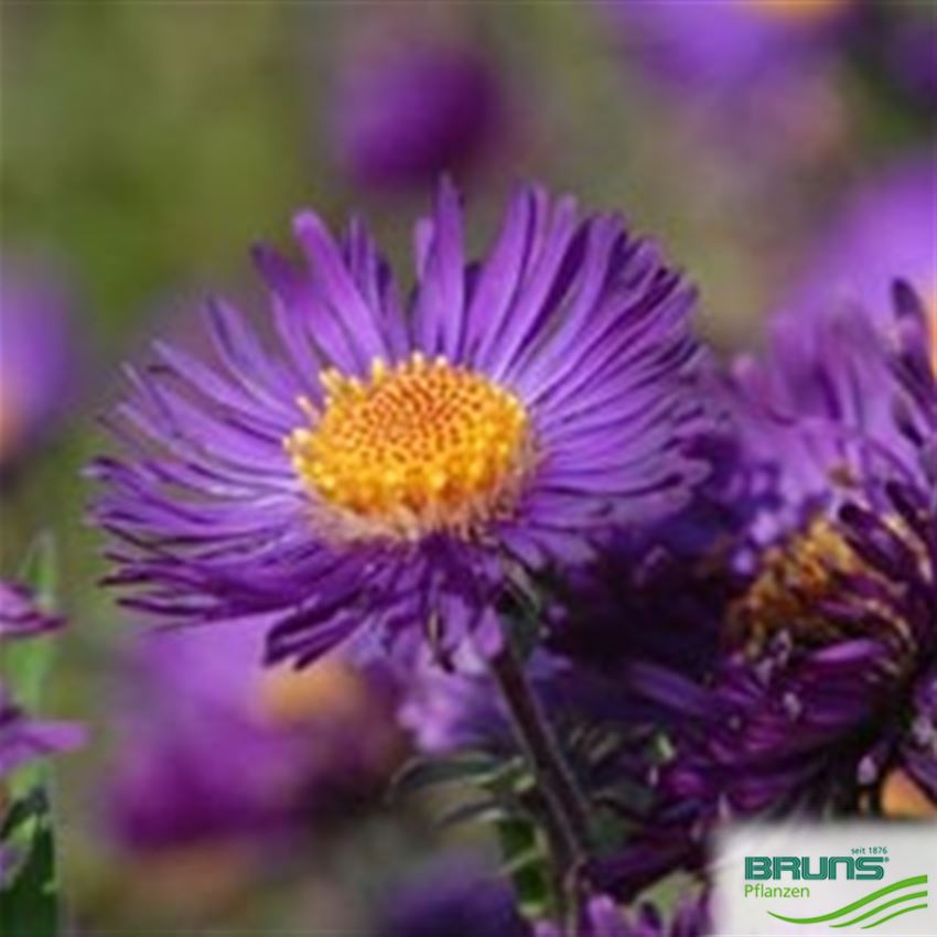 Aster novae-angliae 'Violetta' von Bruns Pflanzen