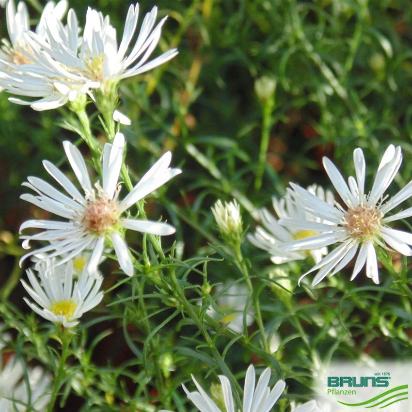 Aster pringlei 'Monte Casino' von Bruns Pflanzen