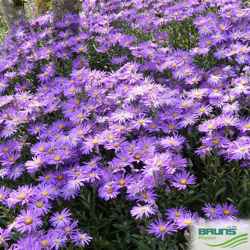 Aster amellus 'Breslau' von Bruns Pflanzen