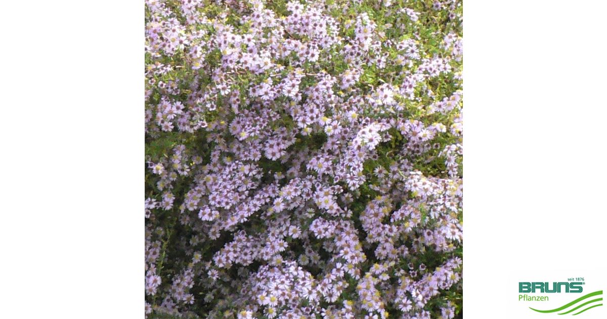 Aster ericoides 'Erlkönig' von Bruns Pflanzen