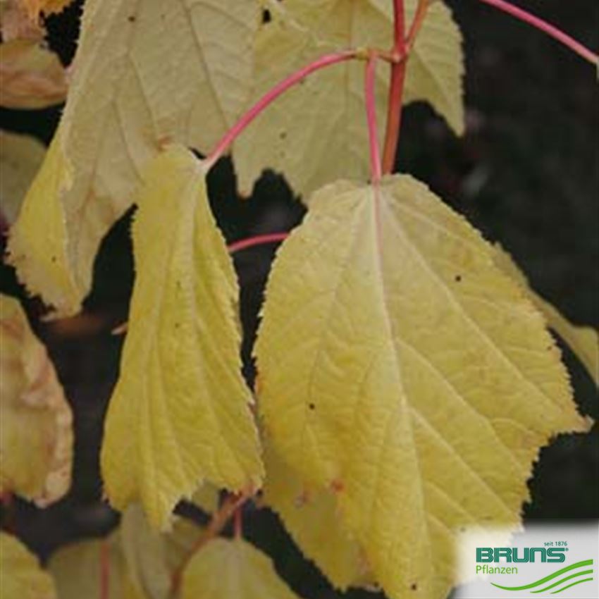 Acer conspicuum 'Phoenix' von Bruns Pflanzen
