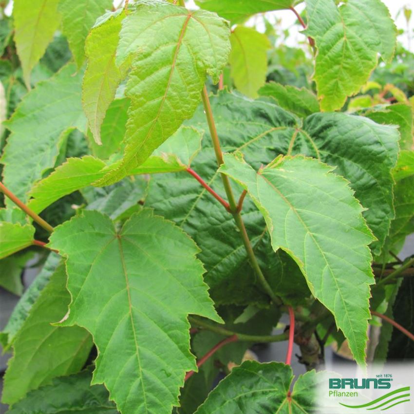 Acer conspicuum 'Phoenix' von Bruns Pflanzen